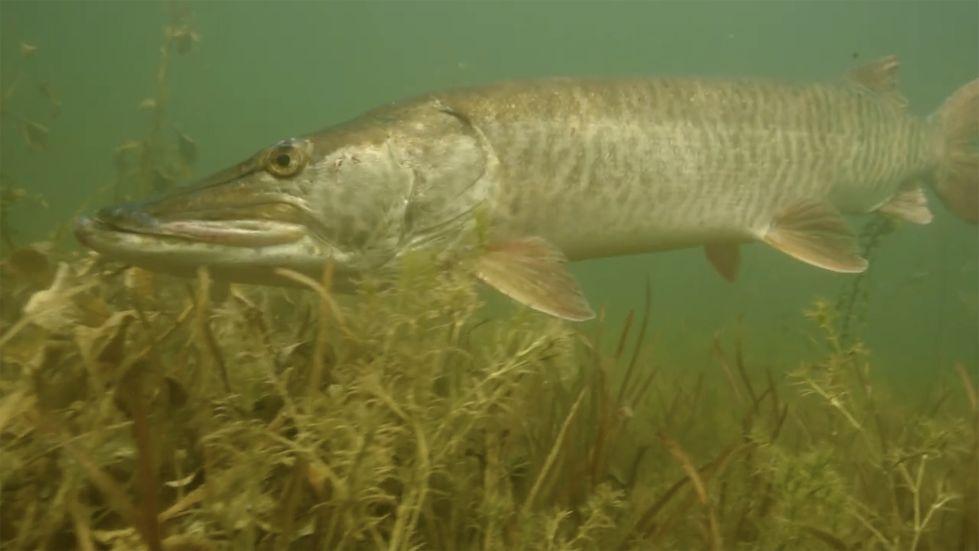 Structure Fishing Musky | No-Nonsense Tactics | Angling Edge