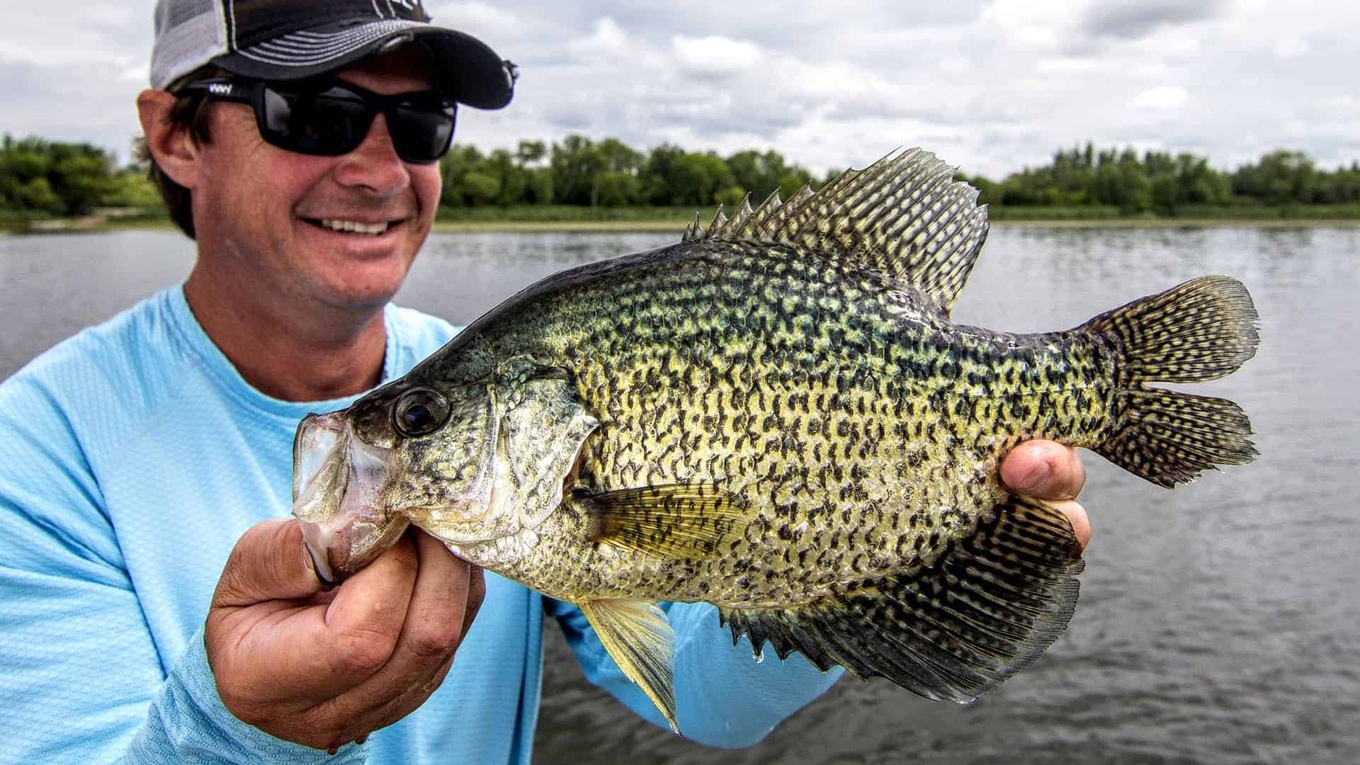 Summertime Crappies: Tips for Successful Fishing - Angling Edge