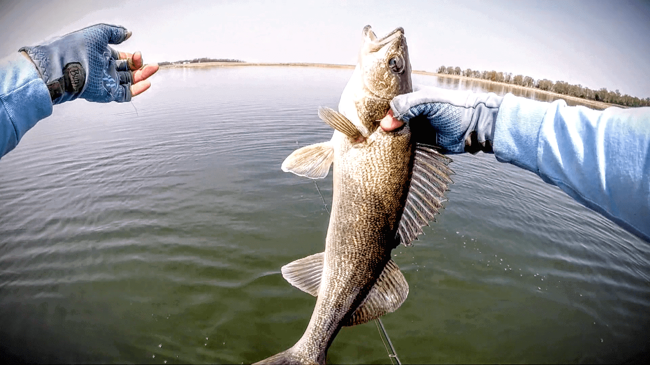 Early Spring Walleye - Angling Edge