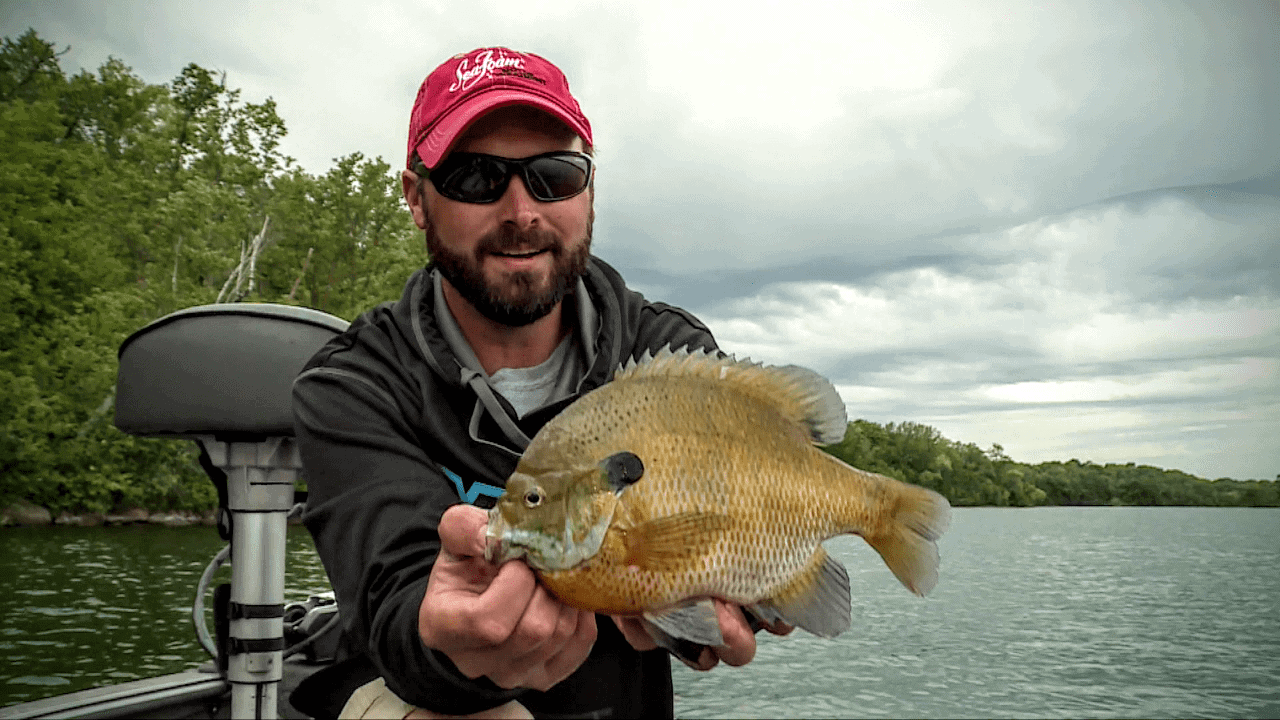Trophy Bluegill Fishing: The Science and Strategy | Electronics and ...