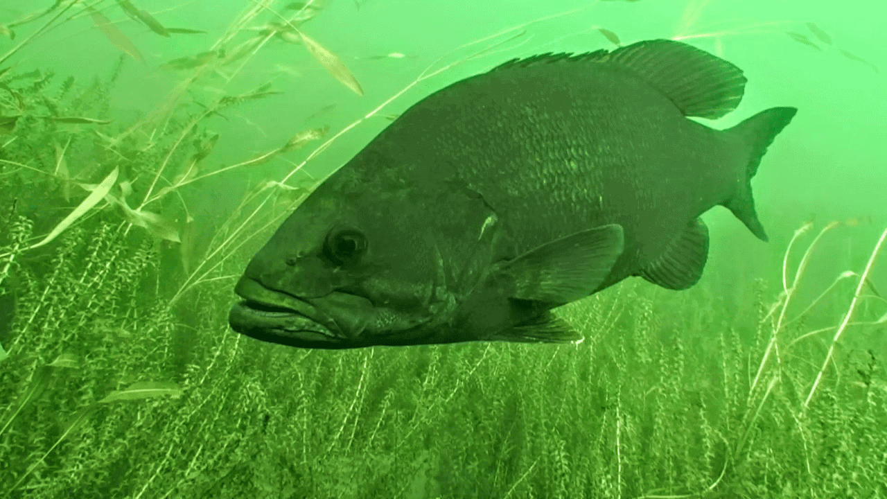 How Weather Influences Fish Behavior and Location