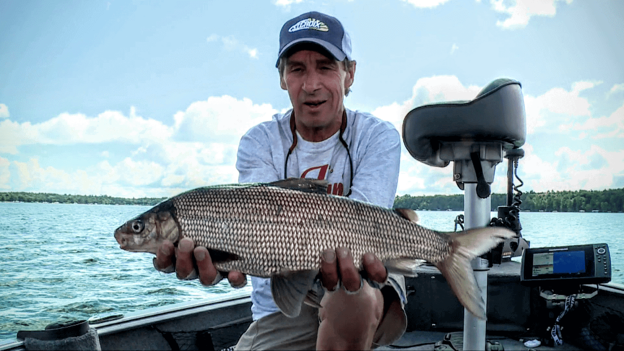 Whitefish: A Guide to Modern Fishing Techniques - Angling Edge