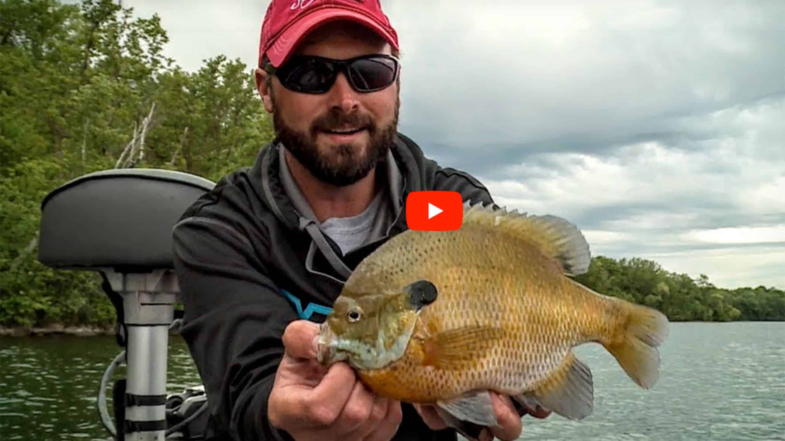Drop-Shot Bluegill - Angling Edge