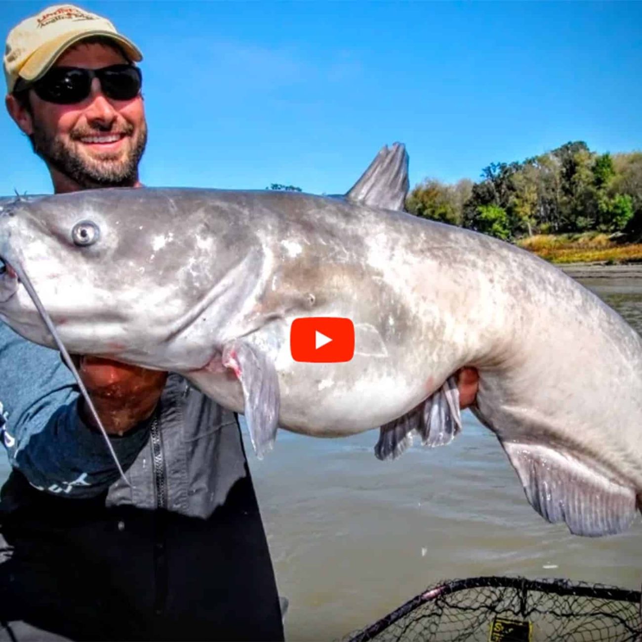 CATFISH - Angling Edge