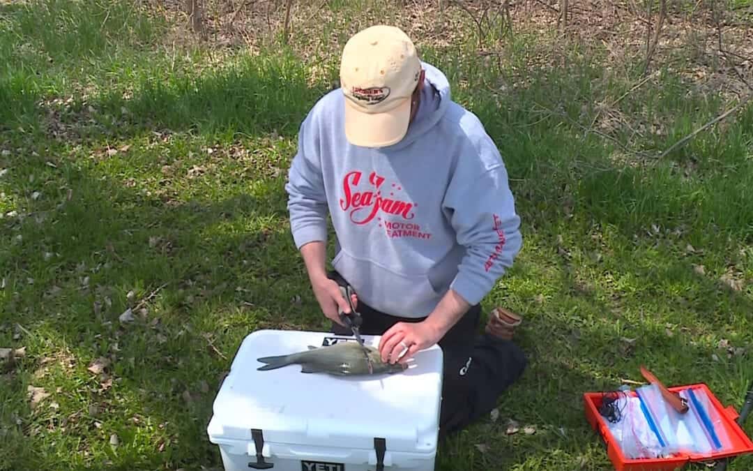 Cleaning Fish Archives - Angling Edge