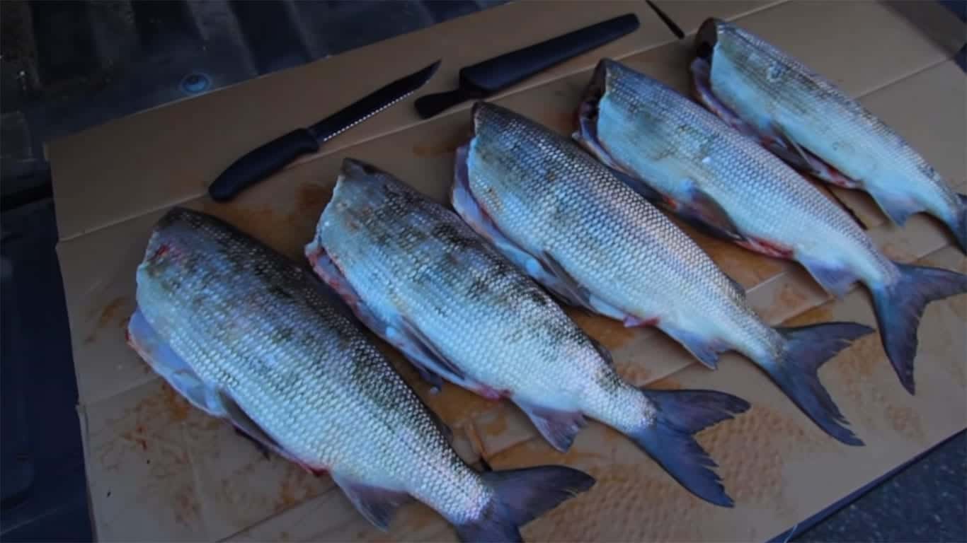 Whitefish Catch & Cook - Angling Edge