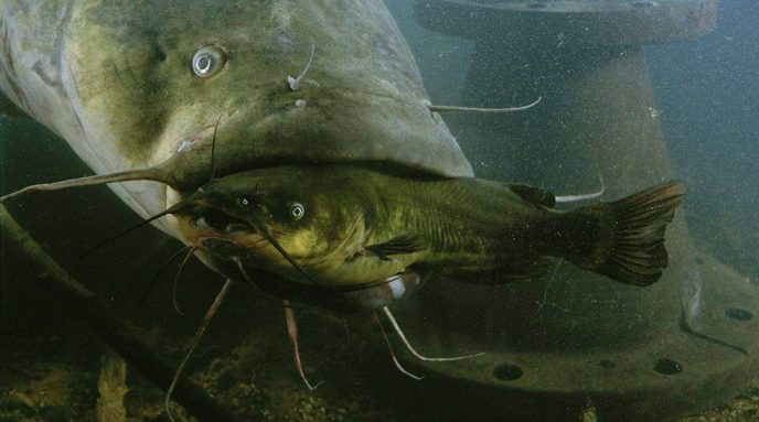 10 Best Catfish Baits of All-Time | Top Producing Baits | Angling Edge