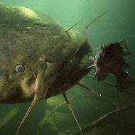 Red River Catfishing: A Guide to Giant Catfish - Angling Edge