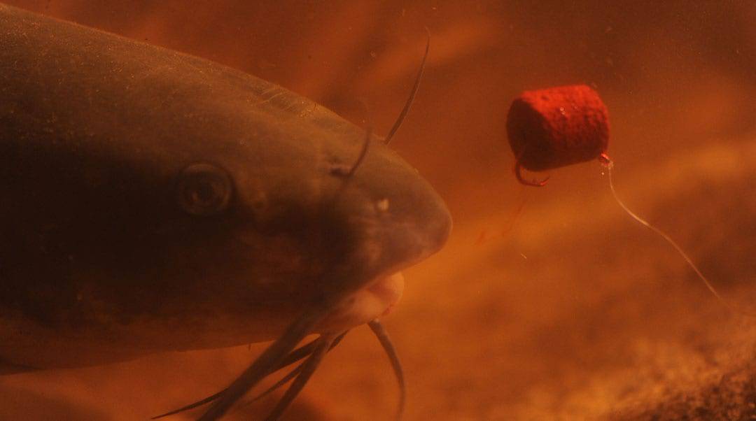 10 Best Catfish Baits of All-Time | Top Producing Baits | Angling Edge