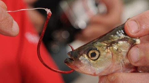 10 Best Catfish Baits of All-Time | Top Producing Baits | Angling Edge