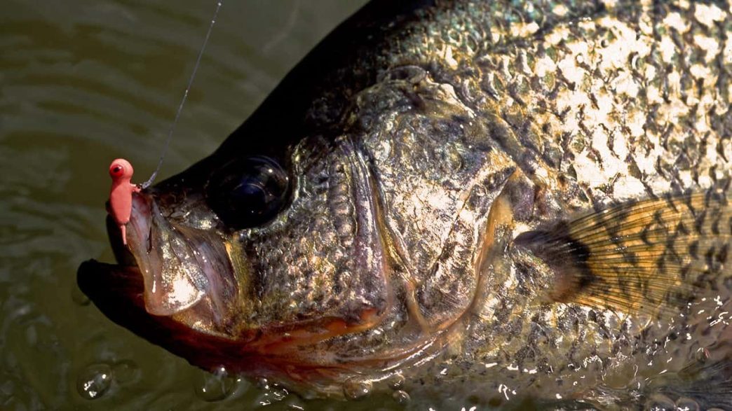What Is A Panfish? - Popular Fish Category | Angling Edge