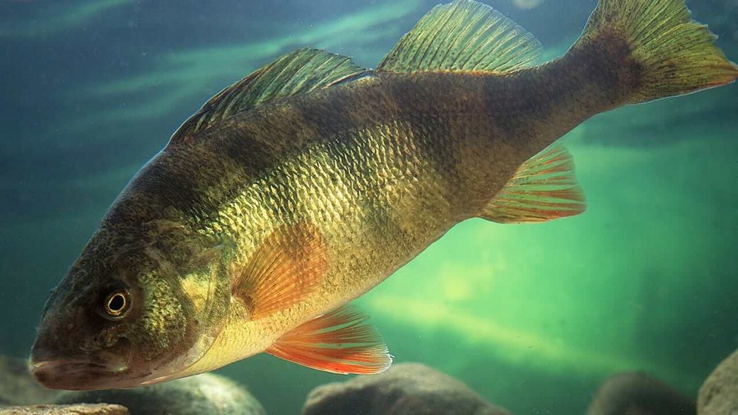 What Is A Panfish? - Popular Fish Category | Angling Edge