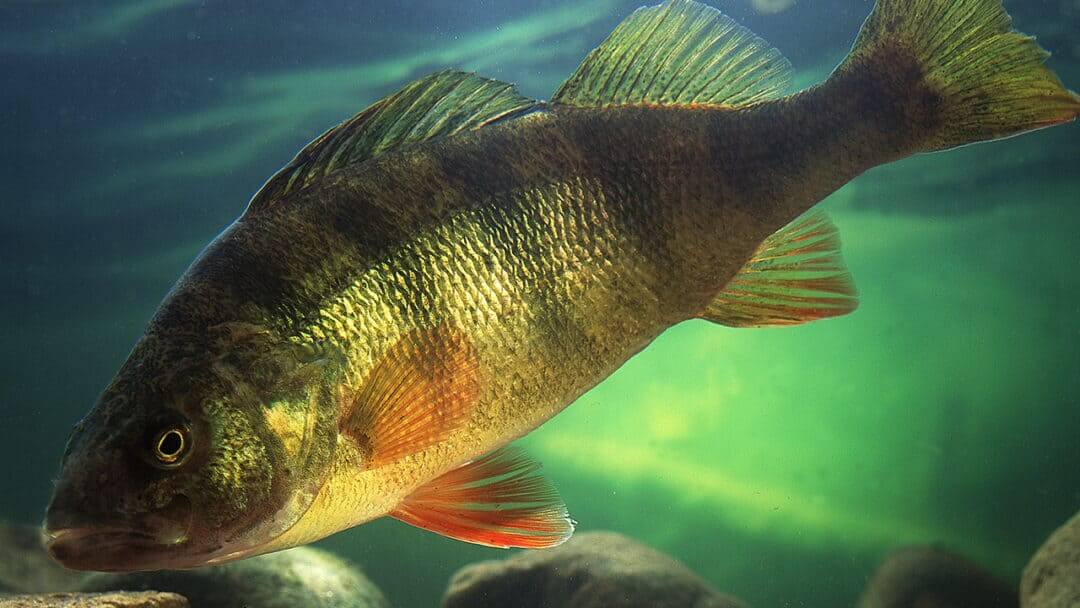 What Is A Panfish? - Popular Fish Category | Angling Edge