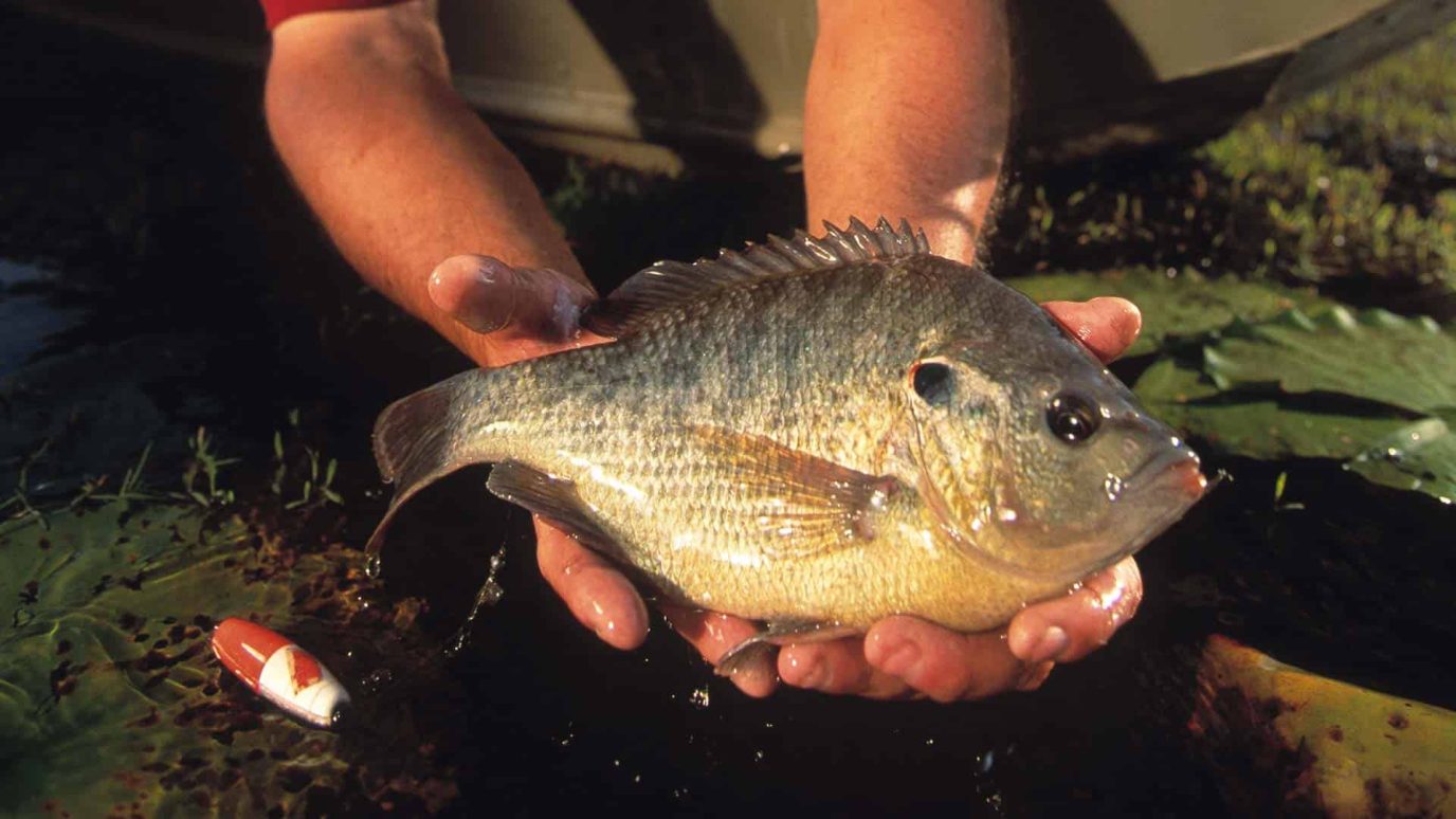 Are Bluegills and Sunfish The Same Fish? - Angling Edge