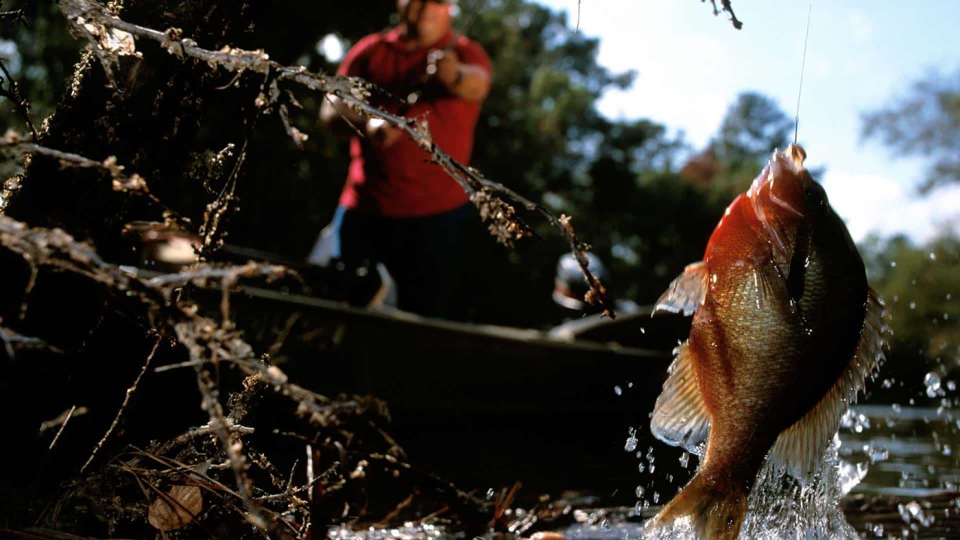 Are Bluegills and Sunfish The Same Fish? - Angling Edge