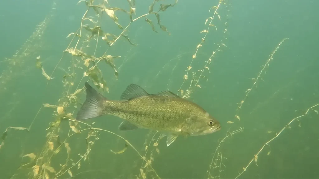 Top Tactics For Bass Fishing Cabbage Weeds - Angling Edge