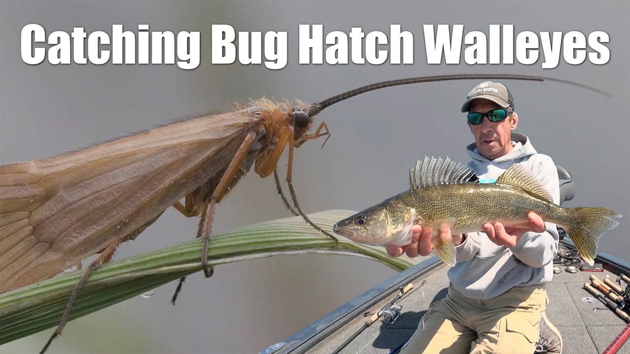How To Catch Bug Hatch Walleyes Video - Angling Edge