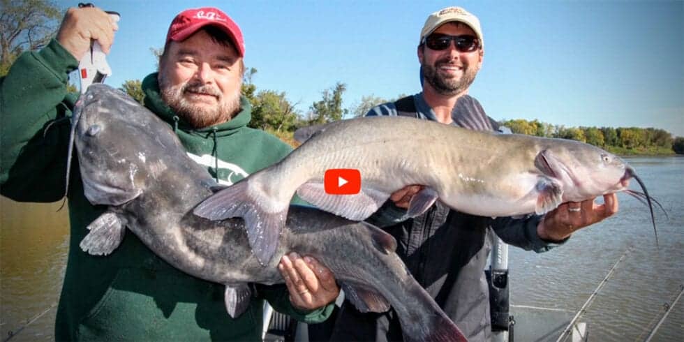 CATFISH | Angling Edge