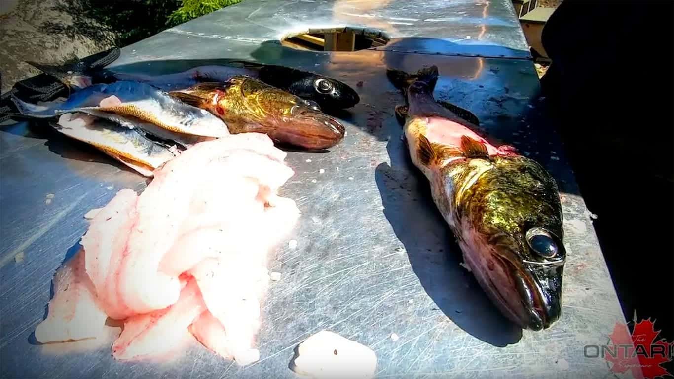 PANFISH |Panfish Videos - Tips & Tricks | Angling Edge
