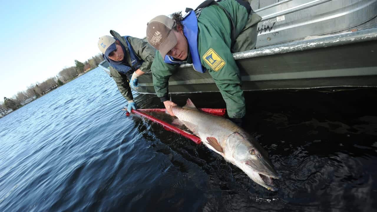 PIKE-MUSKY | Angling Edge